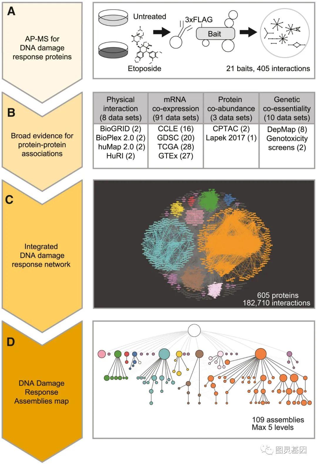 Cell Sys | UCSD医学院多尺度系统绘制DNA损伤反应图谱 - 知乎