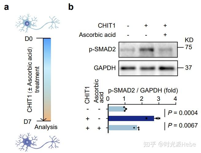 Nature重磅：中科院刘光慧团队等破解灵长类动物脊髓衰老之谜，补充维C或可抵抗脊髓衰老 - 知乎