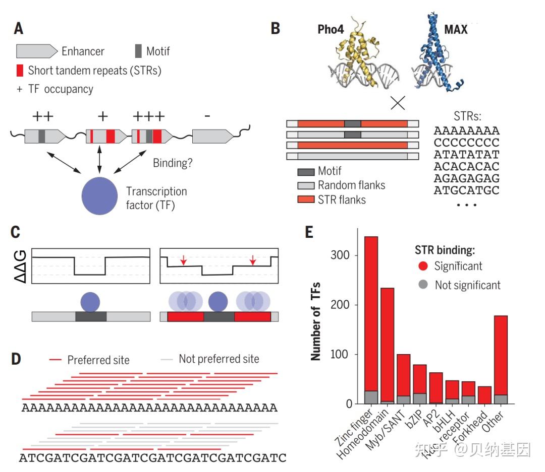 【Science】基因组STR如何影响基因表达 - 知乎