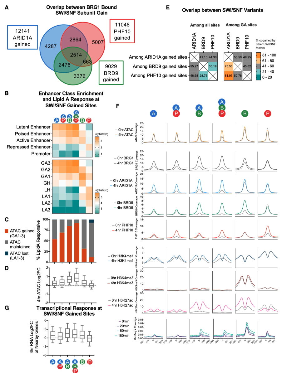 Immunity丨巨噬细胞炎症基因的激活的新机制：SWI/SNF核小体重塑复合物的作用 - 知乎