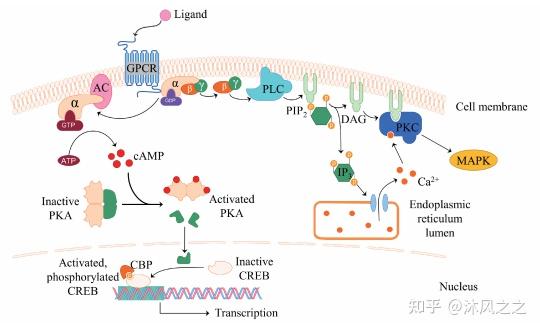 GPCR部分信号通路 - 知乎