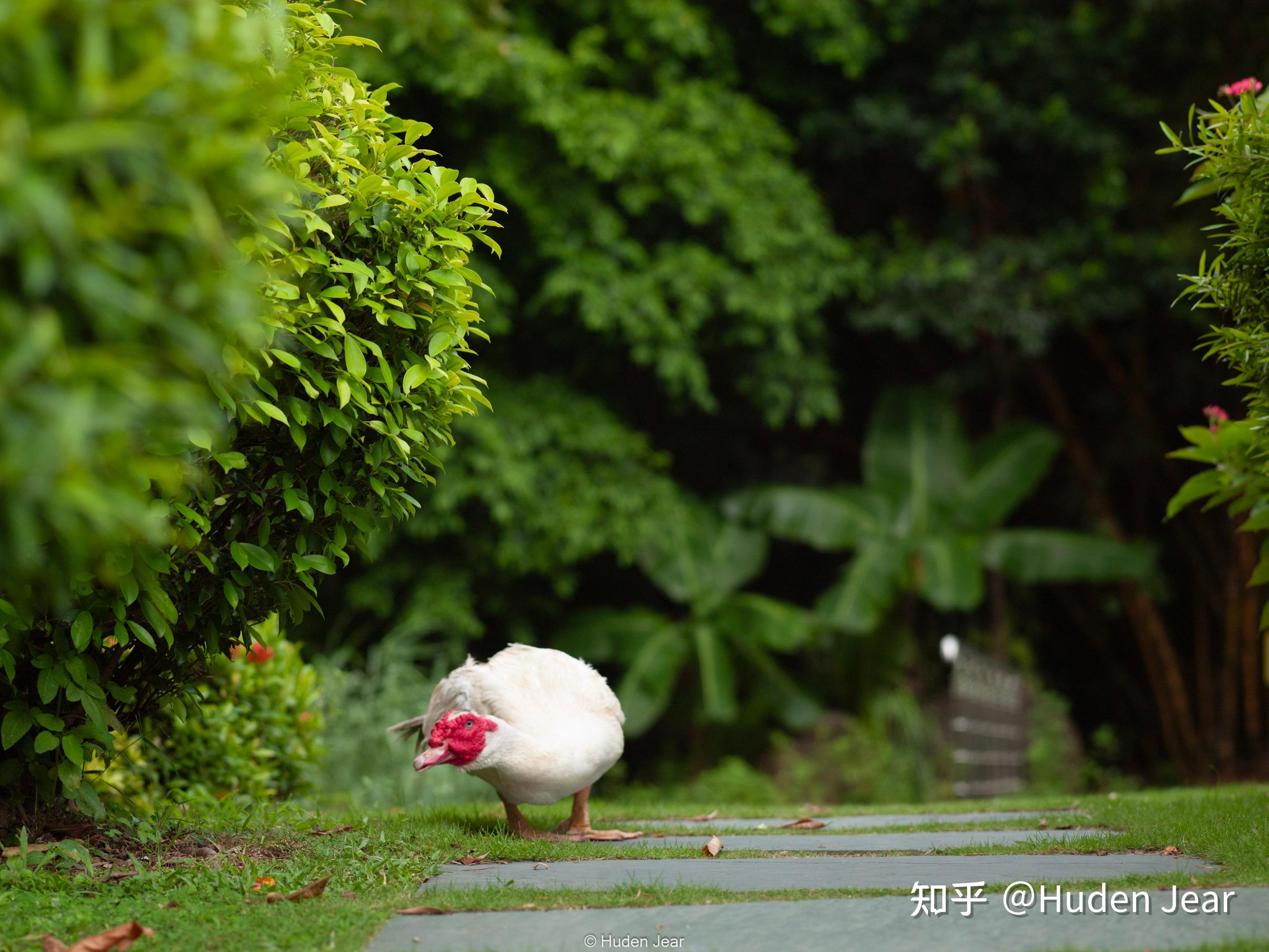 飞思P45中画幅数码后背 + 哈苏500cm的奇妙旅程：日本关东行 - 知乎