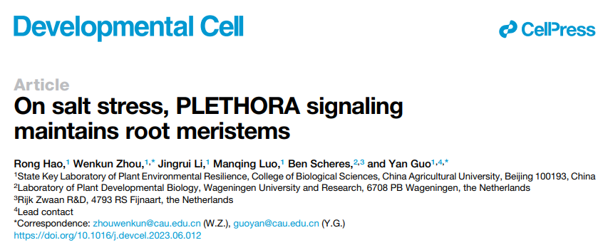 Dev. Cell | 中国农业大学郭岩/周文焜合作揭示维持根尖分生组织活性的核心转录因子PLT参与盐胁迫响应的新机制 - 知乎