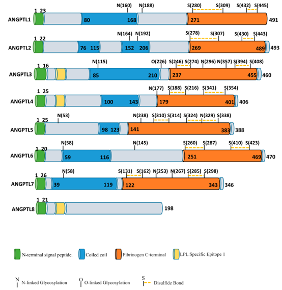 新一代降脂药物靶点-ANGPTLs - 知乎
