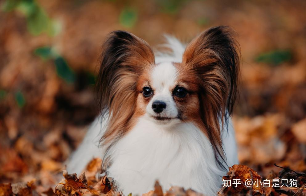 告诉你一个秘密，最好养这些狗，便宜又好养！ - 知乎