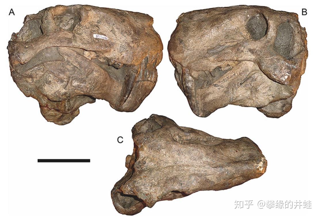 【地球演义】百兽图6：惊饕餮 - 知乎
