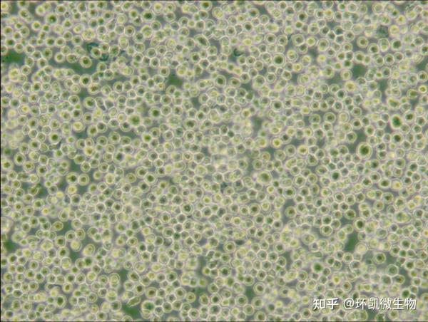 THP-1细胞培养详细教程知识点！ - 知乎