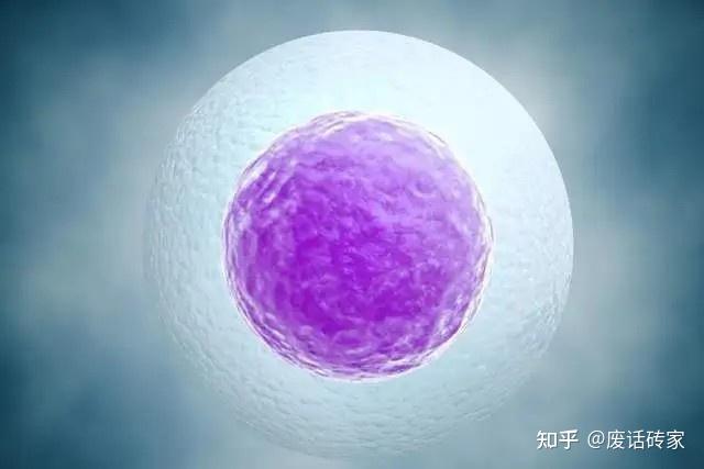 贝安健康:基础卵泡数量与年龄有何关系 知乎