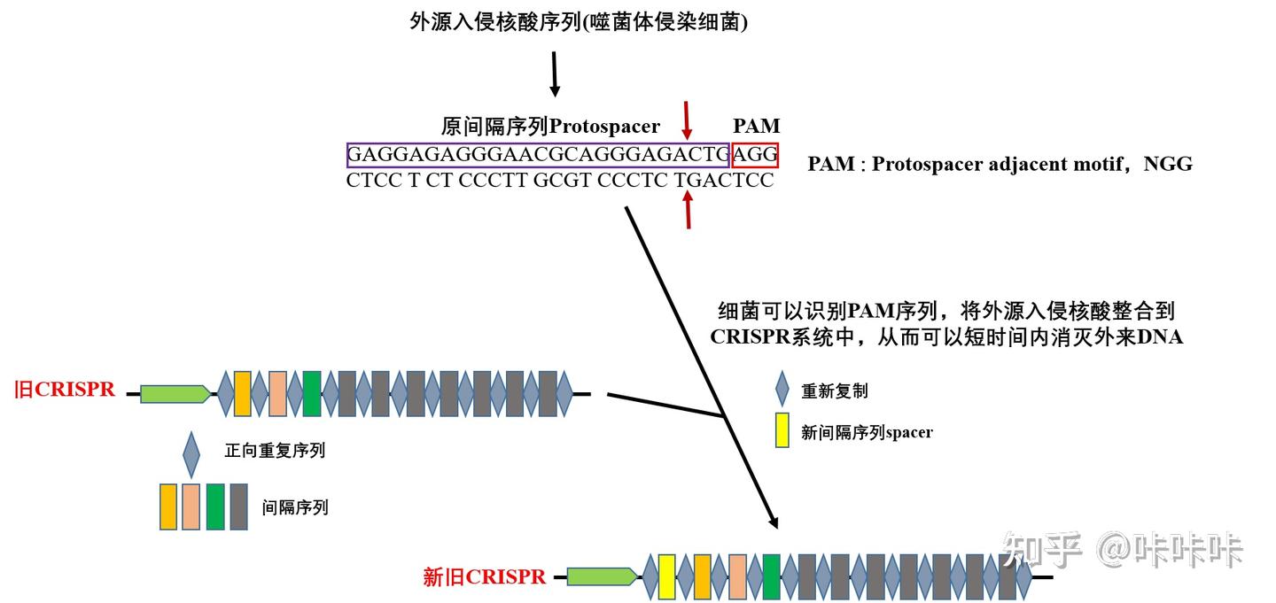知识分享-CRISPR-Cas9基因编辑原理 - 知乎