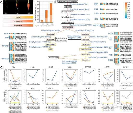 HR-胡萝卜T2T基因组组装 - 知乎