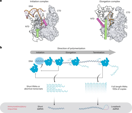 【耀文解读】mRNA IVT篇︱Modern团队首次发现T7 RNA聚合酶双突变体，减少免疫刺激副产物 - 知乎