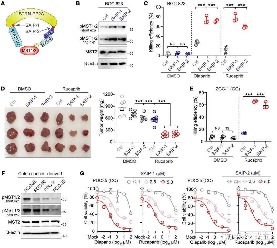 IF:19.456｜Hippo-STRIPAK和PARP联合靶向导致胃肠道癌症合成致死 - 知乎
