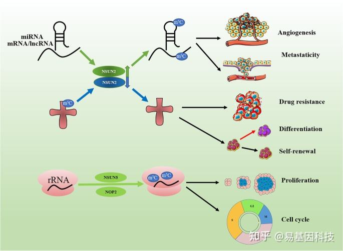 易基因｜深度综述：RNA m5C修饰的生物学及在肿瘤发生和免疫治疗中的作用 - 知乎