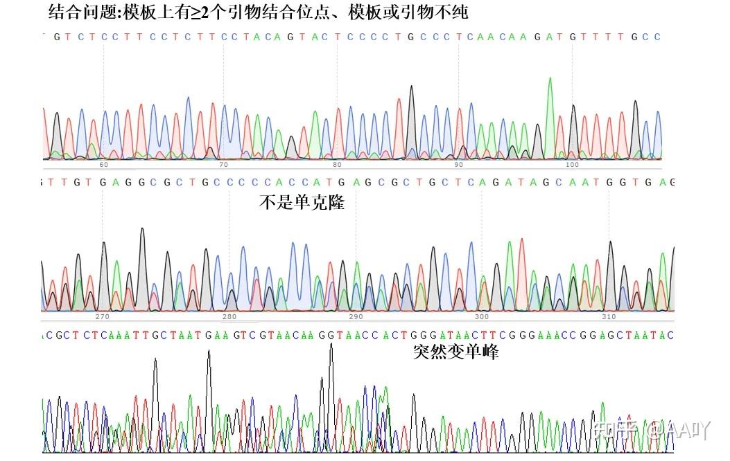 测序峰图如何看（转载） - 知乎