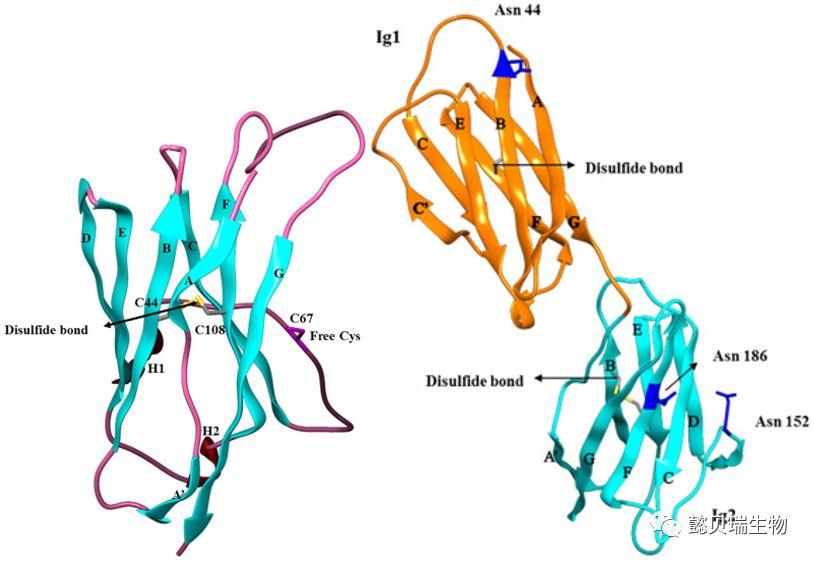 上海懿贝瑞公司：CD147结构与糖基化 - 知乎