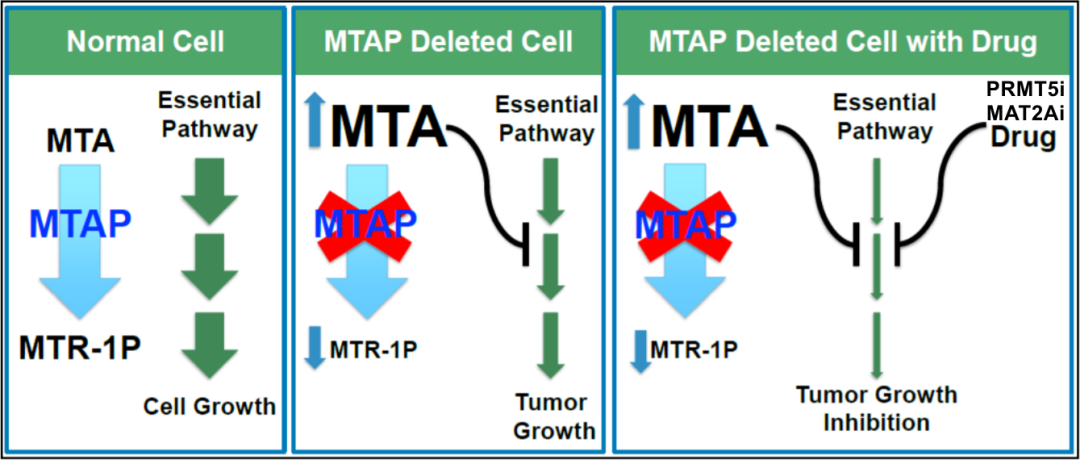 合成致死PRMT5•MTA抑制剂MRTX1719 - 知乎