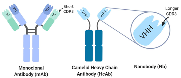 纳米抗体（Nanobody）：药代动力学特征及生物分析策略 - 知乎