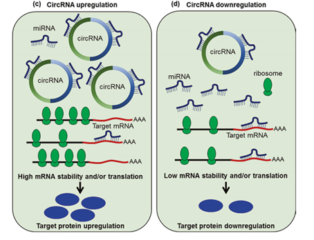 【耀文解读】环状RNA(circRNA)的miRNA分子海绵功能与潜在医学转化 - 知乎