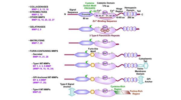 关于基质金属蛋白酶-1（MMP-1）与皮肤衰老的探讨 - 知乎