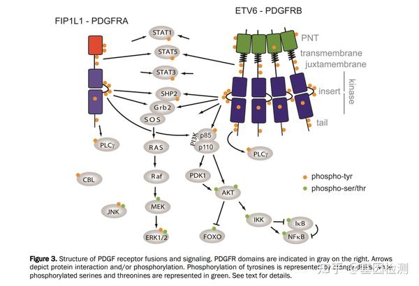 PDGFRA基因与癌症 - 知乎