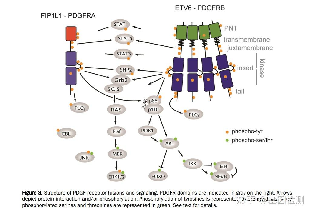PDGFRA基因与癌症 - 知乎
