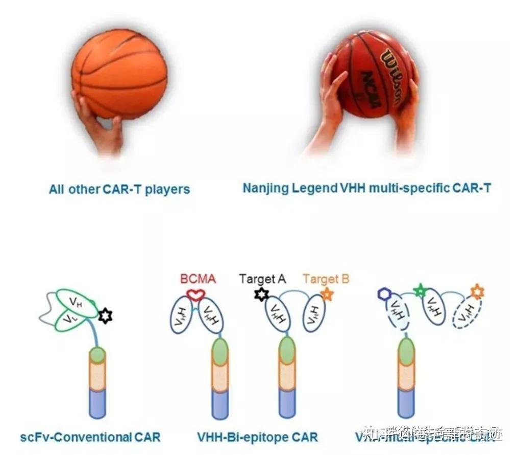 靶向BCMA的CAR-T疗法 - 知乎