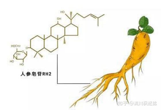 浅谈人参皂苷的抗炎机制-folotto - 知乎