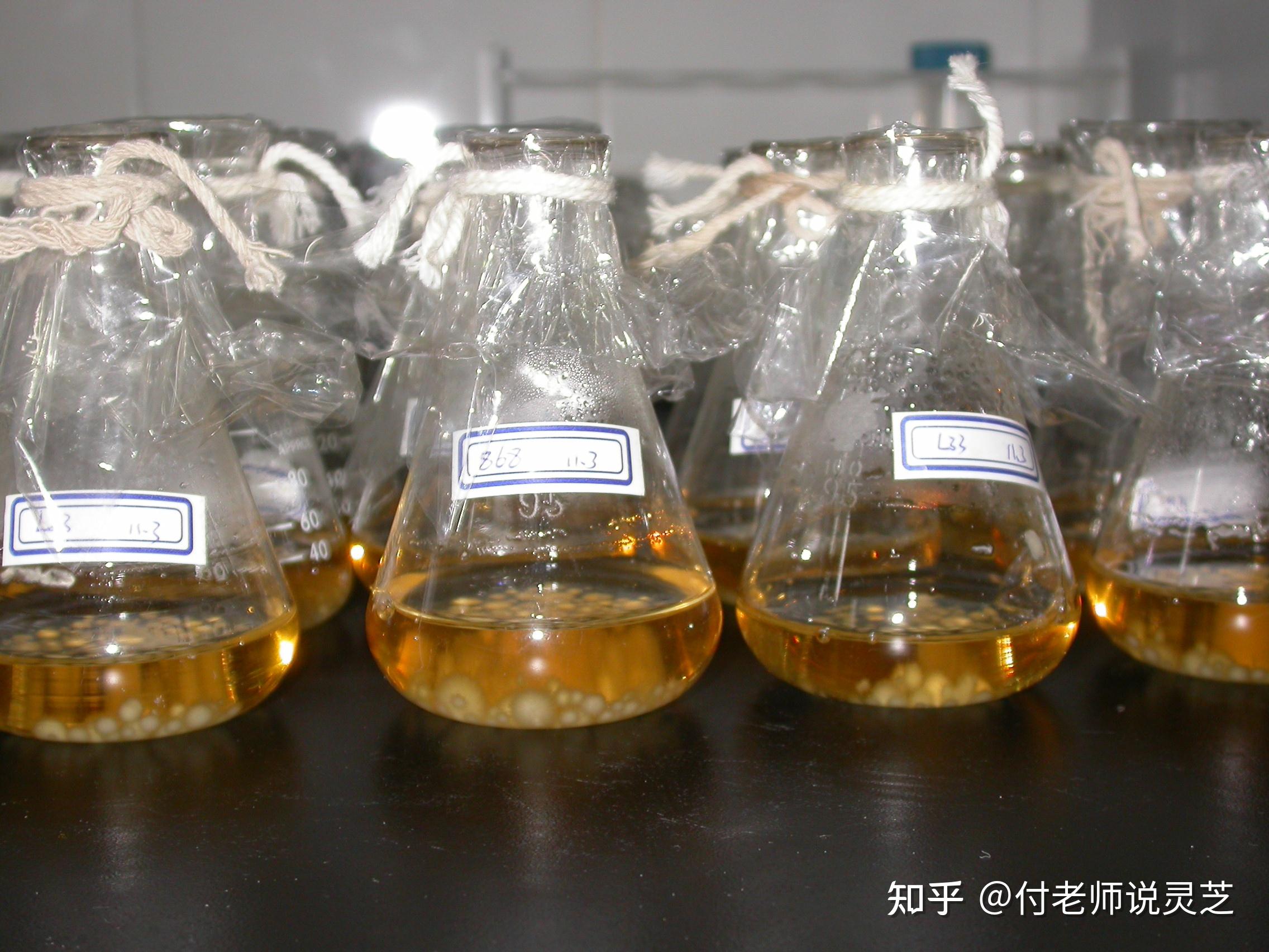 药用菌栽培——发酵培养 - 知乎