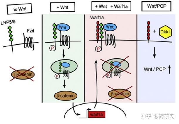 ADC新靶点: TPBG（5T4） - 知乎