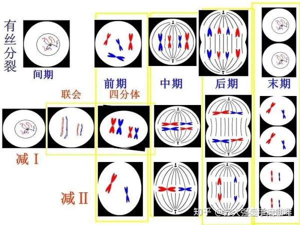 细胞生物学思维导图-细胞增殖及其调控 - 知乎