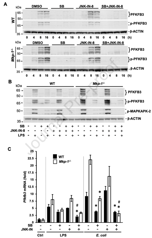 JBC丨p38 MAPK 和 MKP-1 在脓毒症期间通过双功能糖酵解调节剂 PFKFB3 控制糖酵解程序 - 知乎