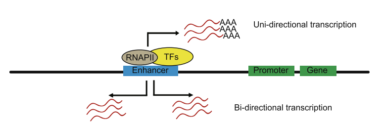 解读神秘的eRNA - 知乎