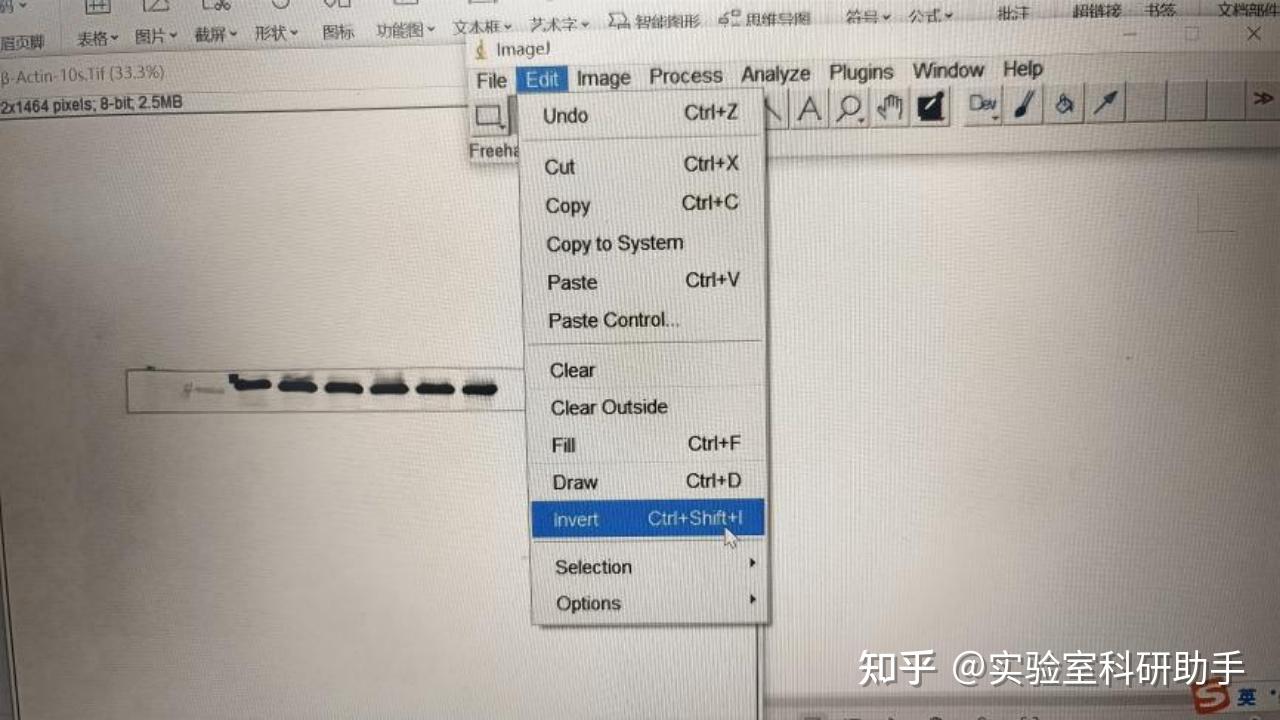手把手教学——WB条带量化之ImageJ软件分析 - 知乎