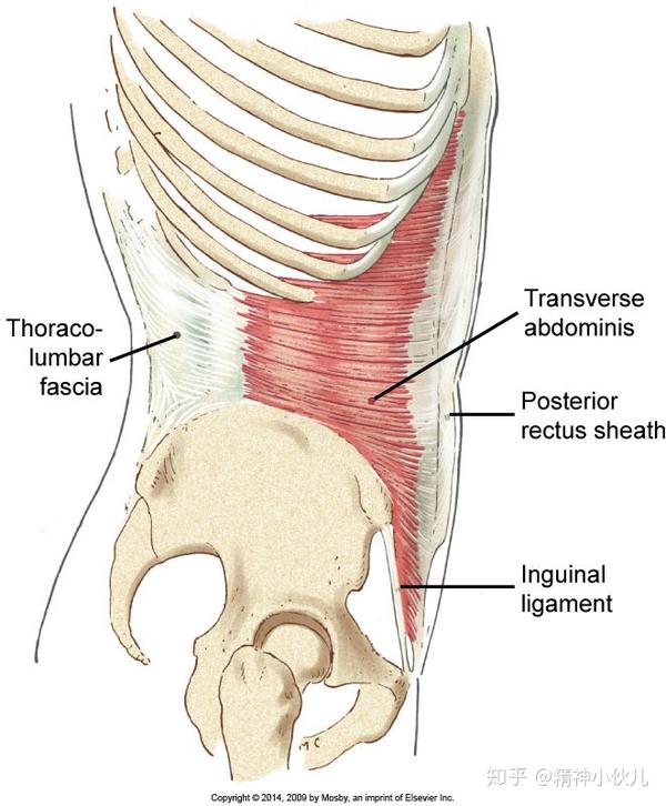 躯干主要肌群 - 知乎