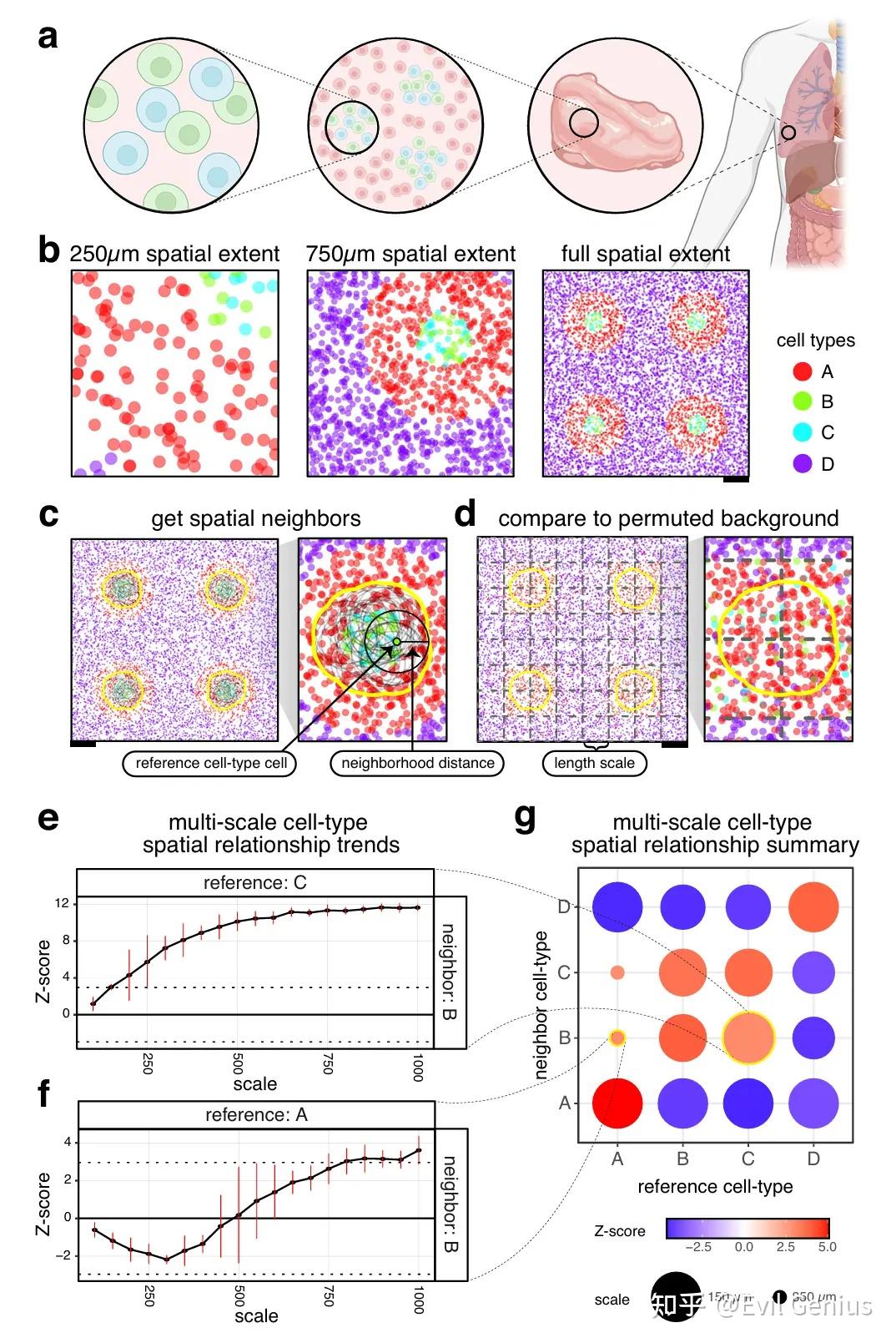 空间尺度上分析细胞类型的空间关系 - 知乎