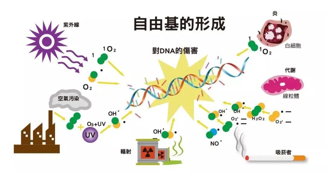 超强抗氧活性成分-EUK-134（乙基双亚氨基甲基愈创木酚锰氯化物） - 知乎
