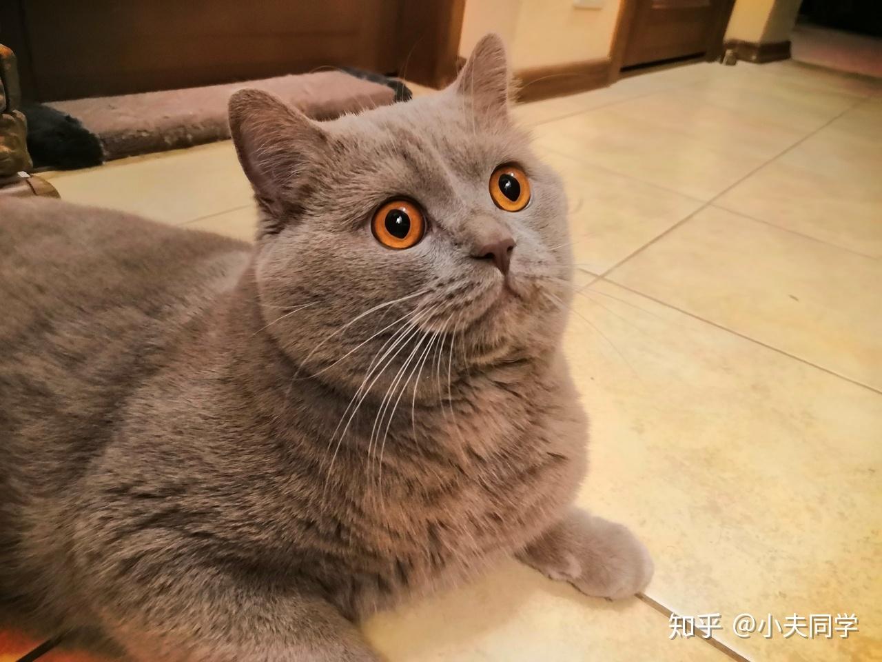 英短毛色大全集（烟熏篇） - 知乎