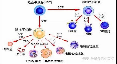 从细胞分子学的角度看AML - 知乎