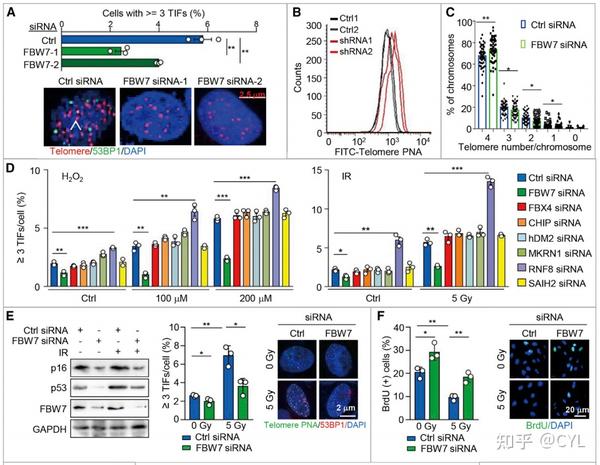 【文献翻译】Fbw7通过端粒解帽介导衰老和肺纤维化 - 知乎