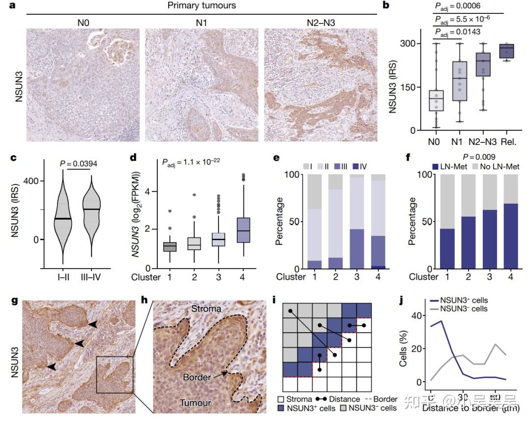 热点的相互碰撞---Nature研究证实，线粒体tRNA的m5C 修饰竟是肿瘤转移的发动机！ - 知乎