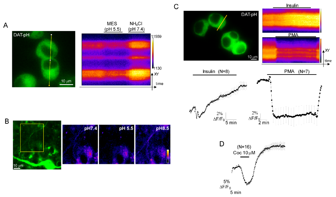 iScience︱研究毒品可卡因产生兴奋和成瘾机制的新工具：潘平越课题组开发出监测神经元上多巴胺转运体动态时空分布的强大工具 - 知乎