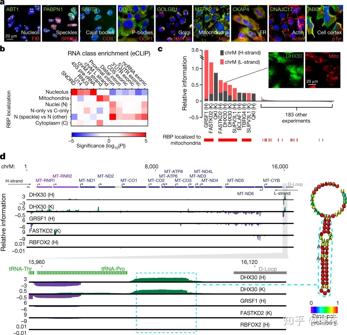 ENCODE项目第三期论文解读之二：人类RNA-结合蛋白的大规模结合和功能图 - 知乎