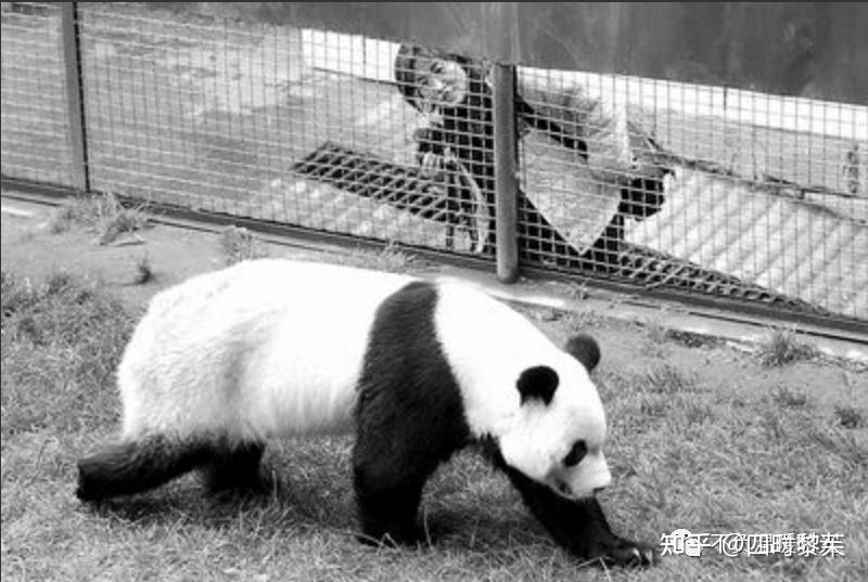 大熊猫丫丫，余生平安喜乐（含谱系溯源及乐乐死亡原因推测） 知乎