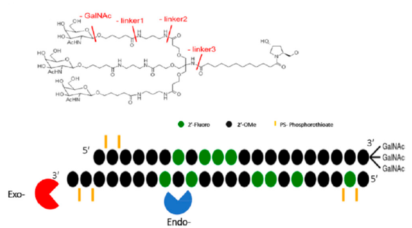 GalNAc-siRNAs药物ADME特性及PK-PD模型 - 知乎