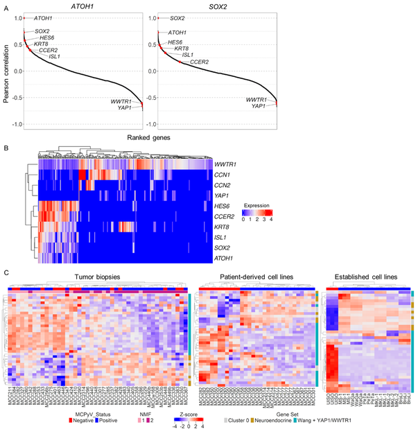 单细胞技术揭示默克尔细胞癌YAP1和WWTR1表达特异性 - 知乎