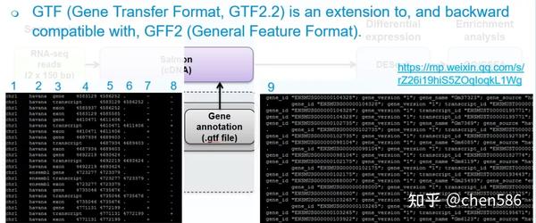 基因组中的趣事（一）：这个基因编码98种转录本 - 知乎