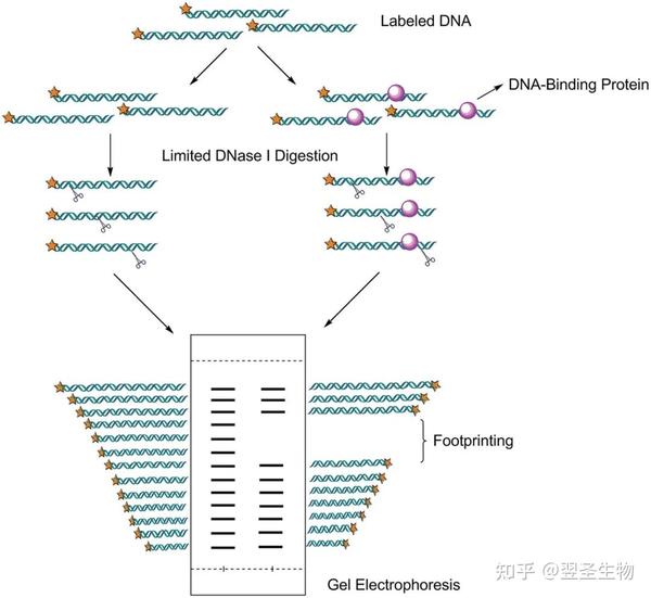 干货 | 你对“全能选手”DNase I 了解多少？ - 知乎