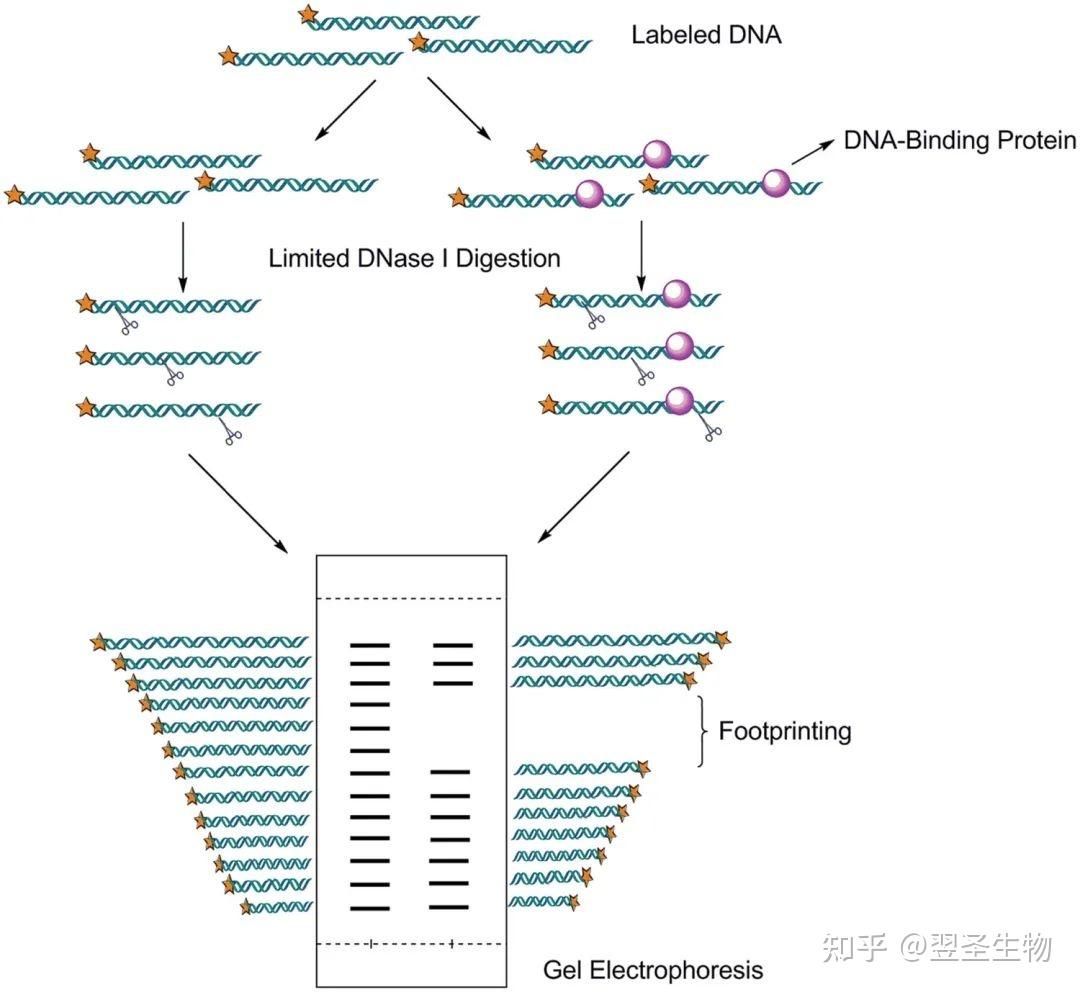 干货 | 你对“全能选手”DNase I 了解多少？ - 知乎