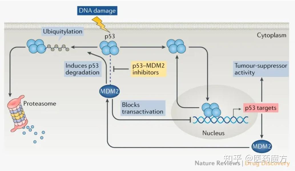 杨大俊点评 | 颠覆认知：p53“铁搭档”MDM2，竟是抗癌帮手 - 知乎
