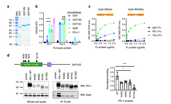 全新机制：Galectin-9与PD-1和Tim-3相互作用调节T细胞死亡，Galectin-9有望成为肿瘤免疫治疗的新靶点 - 知乎
